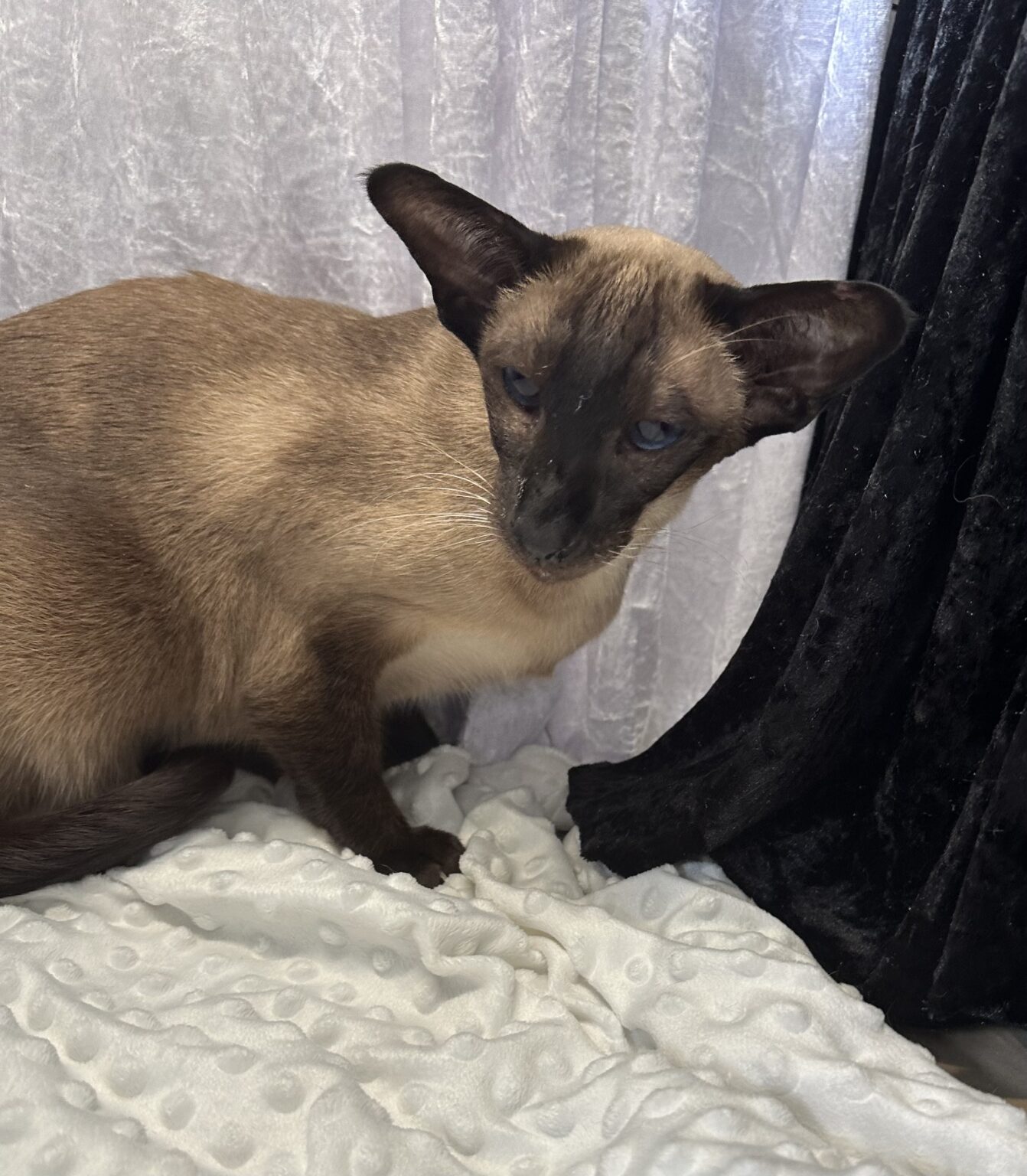 Show Results 2024 – Midshires Siamese Cat Association